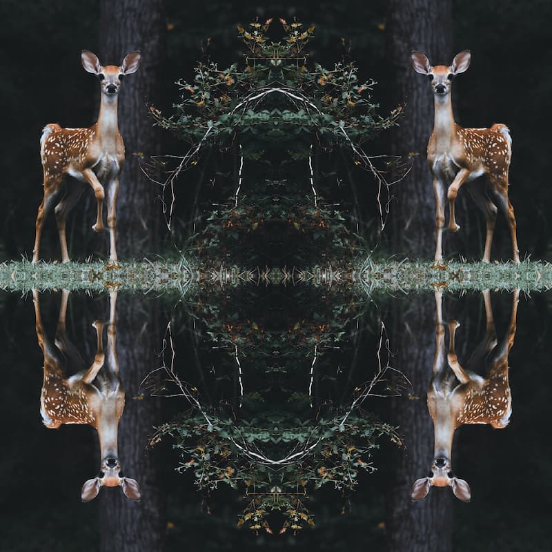 Patience & Trust • LonerWolf Shop