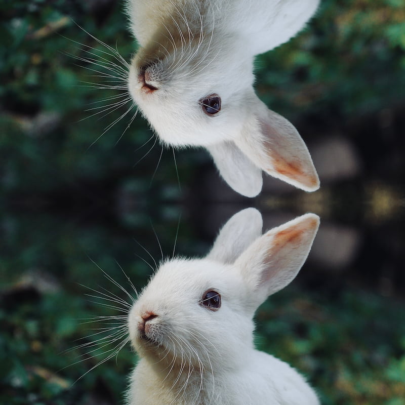 Dreams & Ambitions • LonerWolf Shop