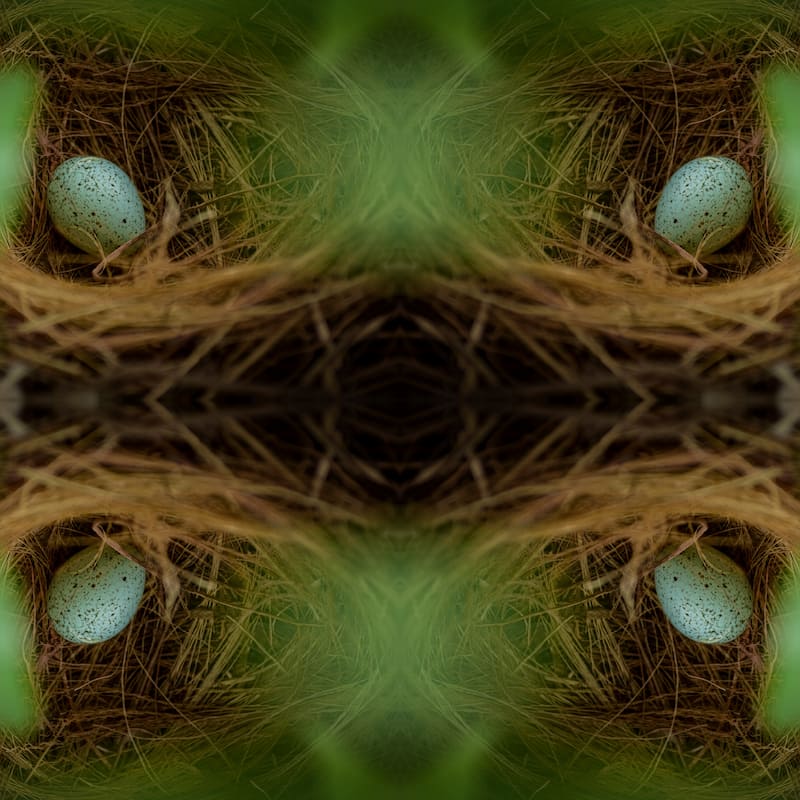 Incubating and Waiting • LonerWolf Shop