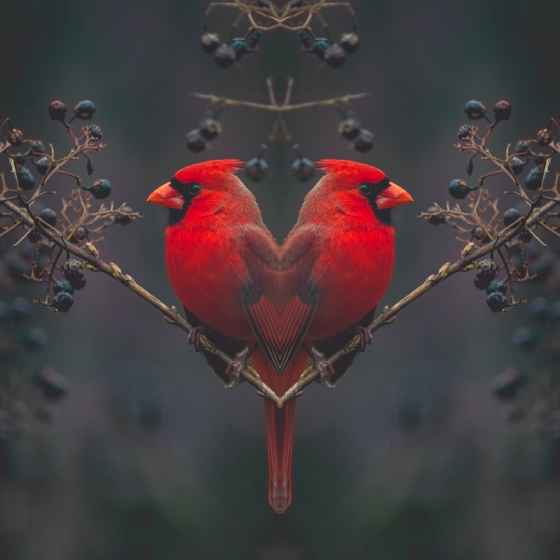 Natural Magnetism • LonerWolf Shop