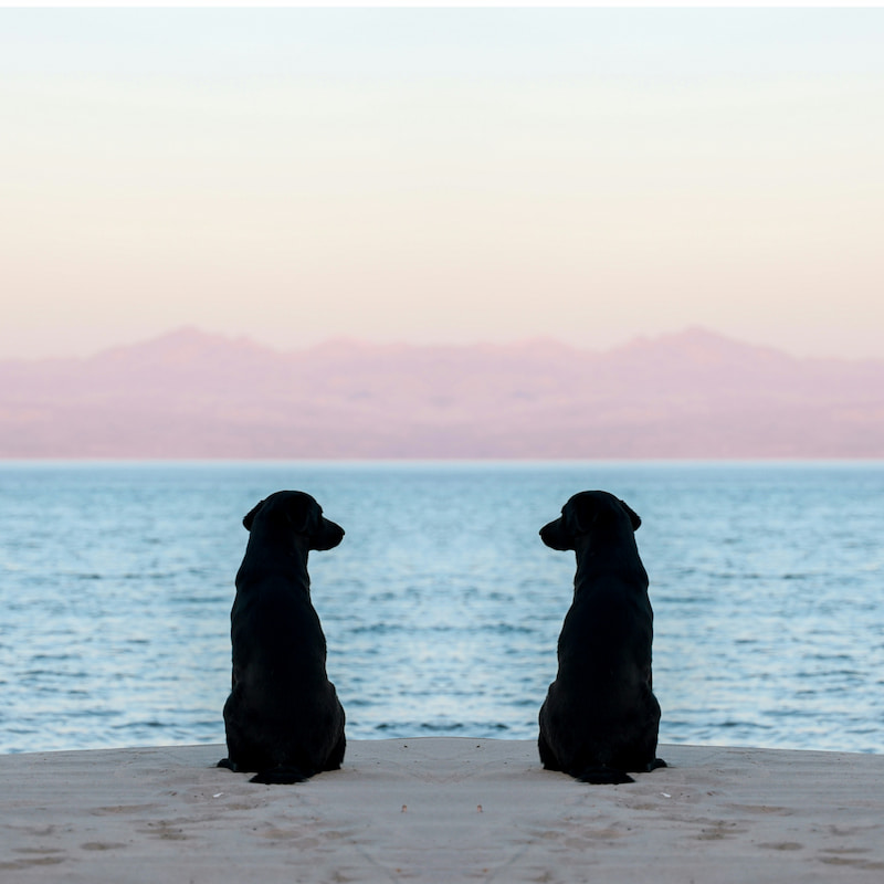 Daring to Trust • LonerWolf Shop