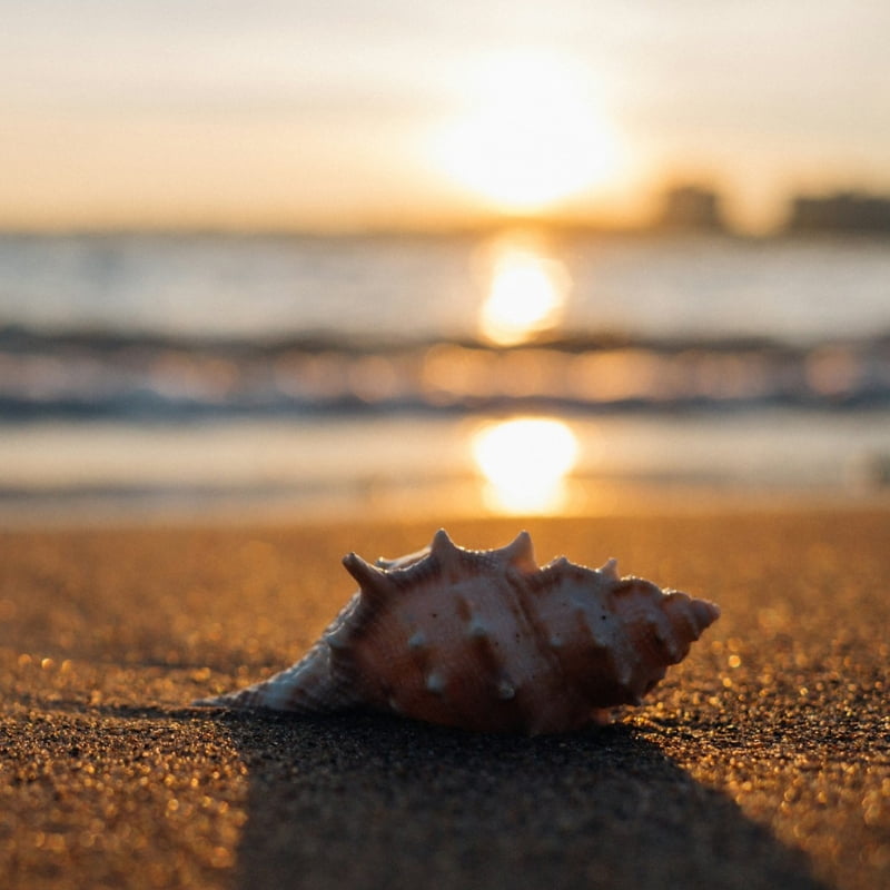 Befriending Your Wounded Inner Child Meditation • LonerWolf Shop